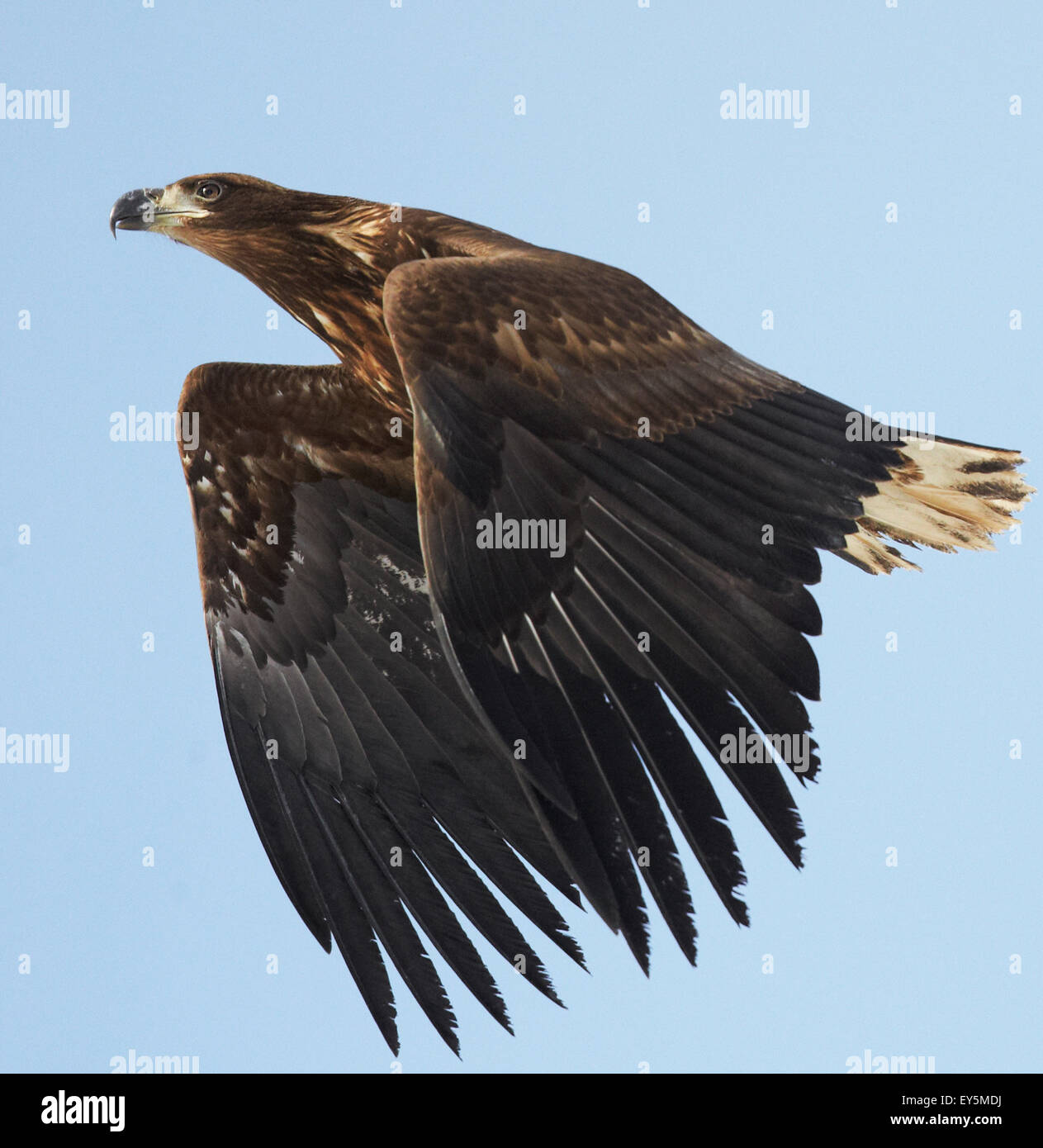 Eagle in flight hi-res stock photography and images - Alamy