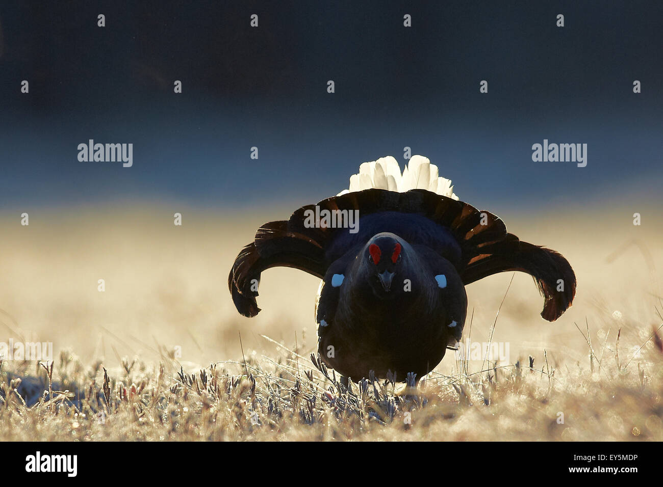 Male Black Grouse displaying at lek - Finland Stock Photo - Alamy