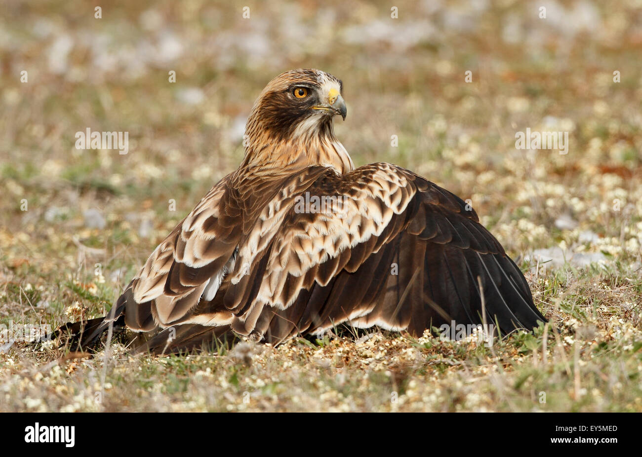 Booted Eagle on ground - Spain Stock Photo - Alamy
