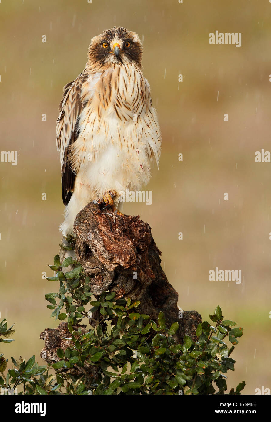 Booted Eagle on a stump - Spain Stock Photo - Alamy