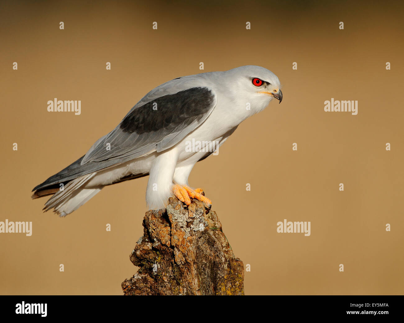Black Winged Kite Spain High Resolution Stock Photography and Images ...