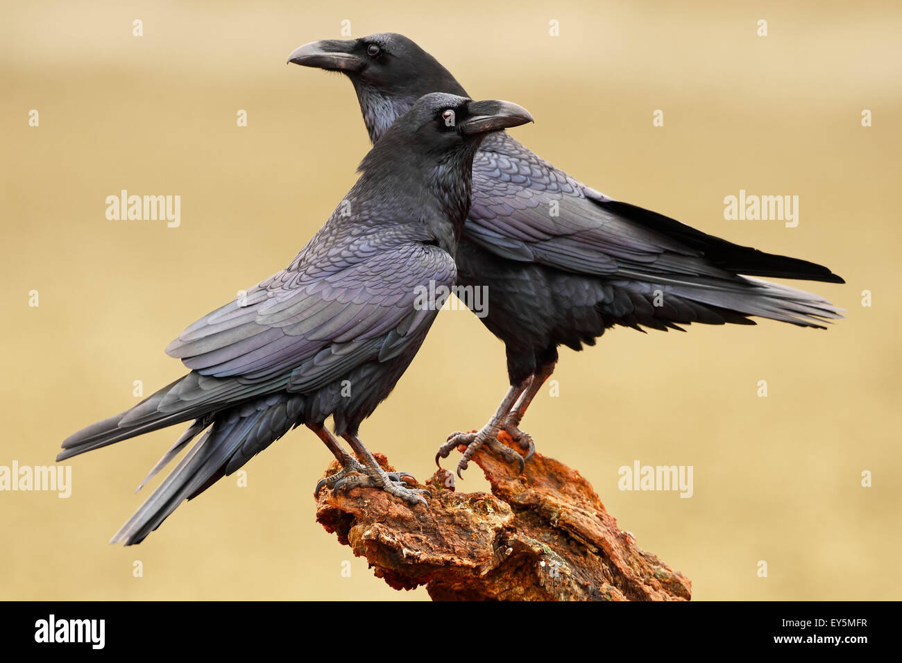 Common Ravens High Resolution Stock Photography and Images - Alamy
