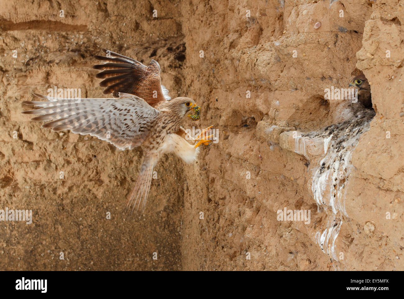 Common Kestrel landing at nest in a cliff - Spain Stock Photo - Alamy