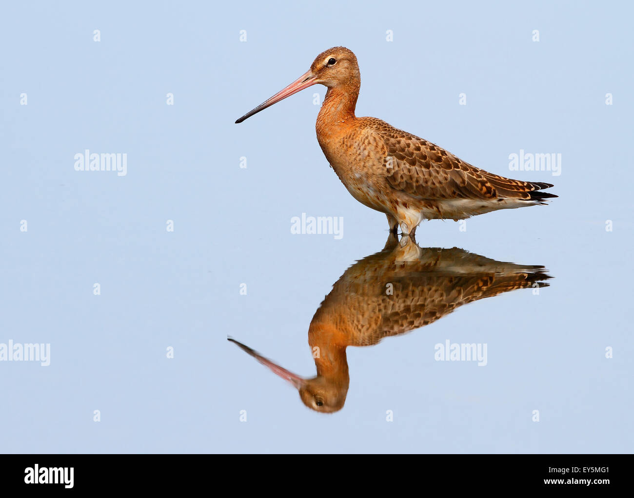 Black-tailed Godwit and its reflection - Spain Stock Photo - Alamy