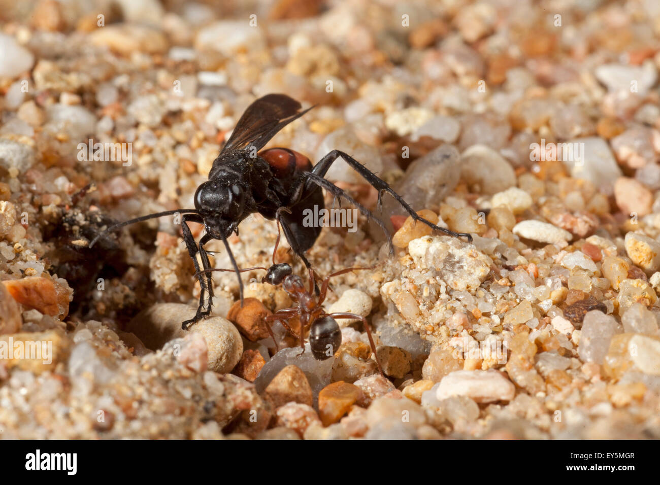 Wasp Spider bothered by ant - France Stock Photo - Alamy