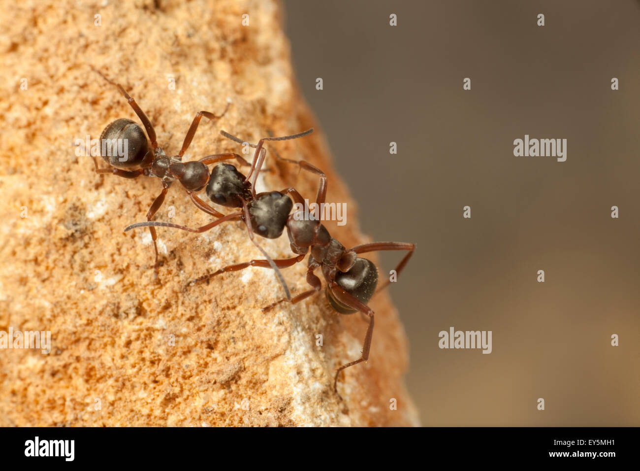 Ant carrying another ant - France After I've worried with a brush if ...