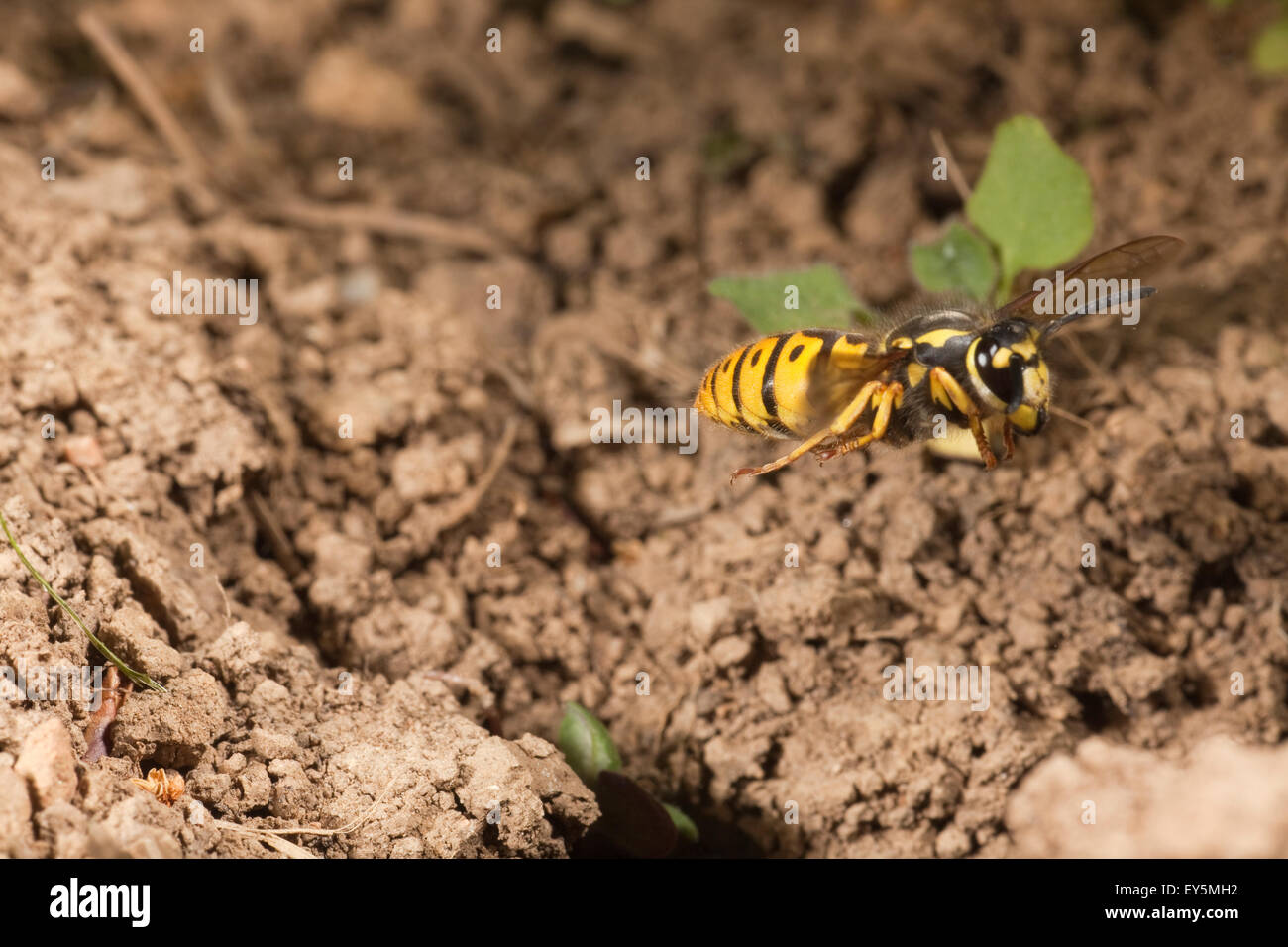 German wasp flying over the entrance to its nest - France Stock Photo ...