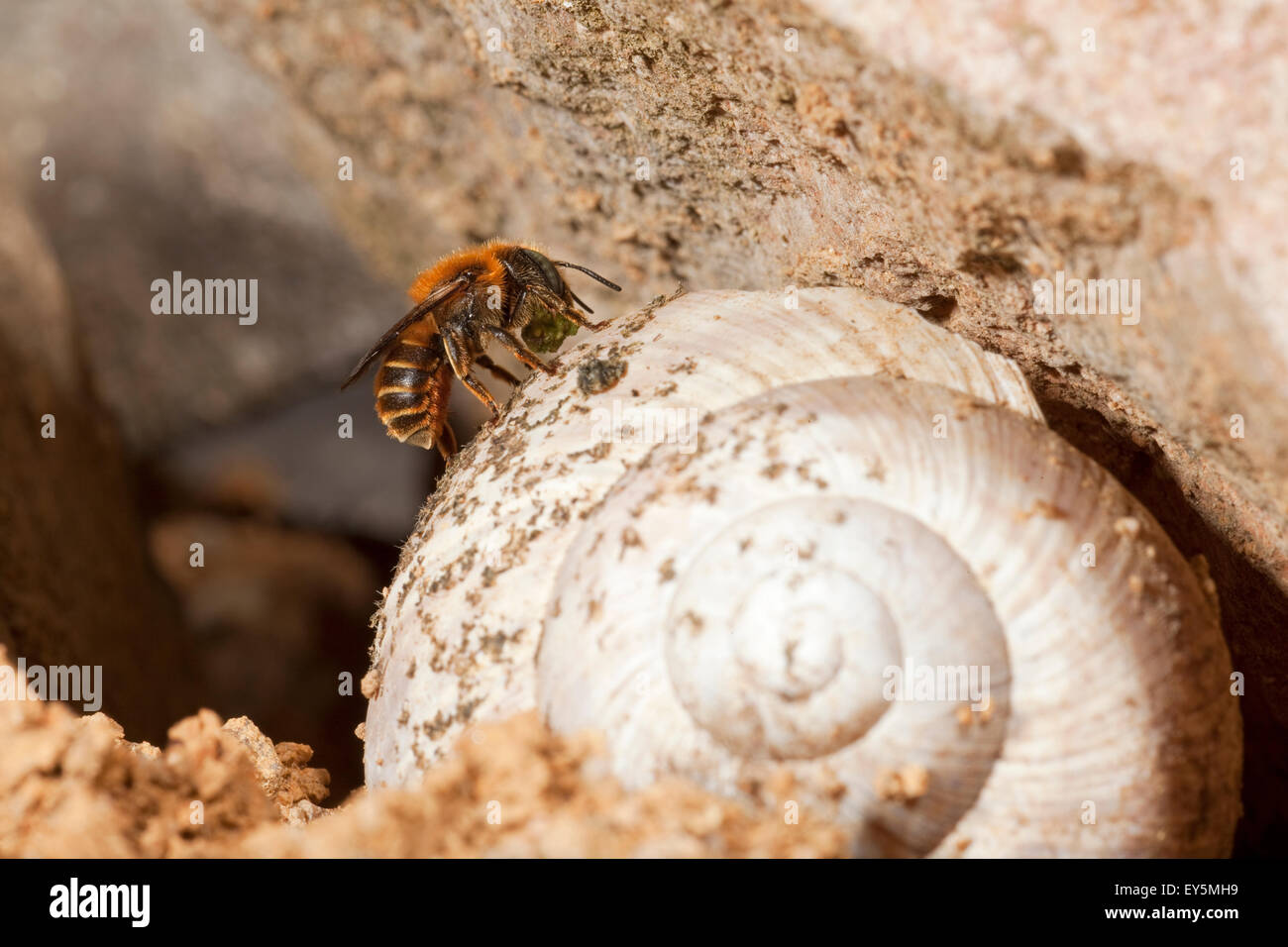Gold-fringed Mason Bee building its nest in snail shell Mason Bee ...