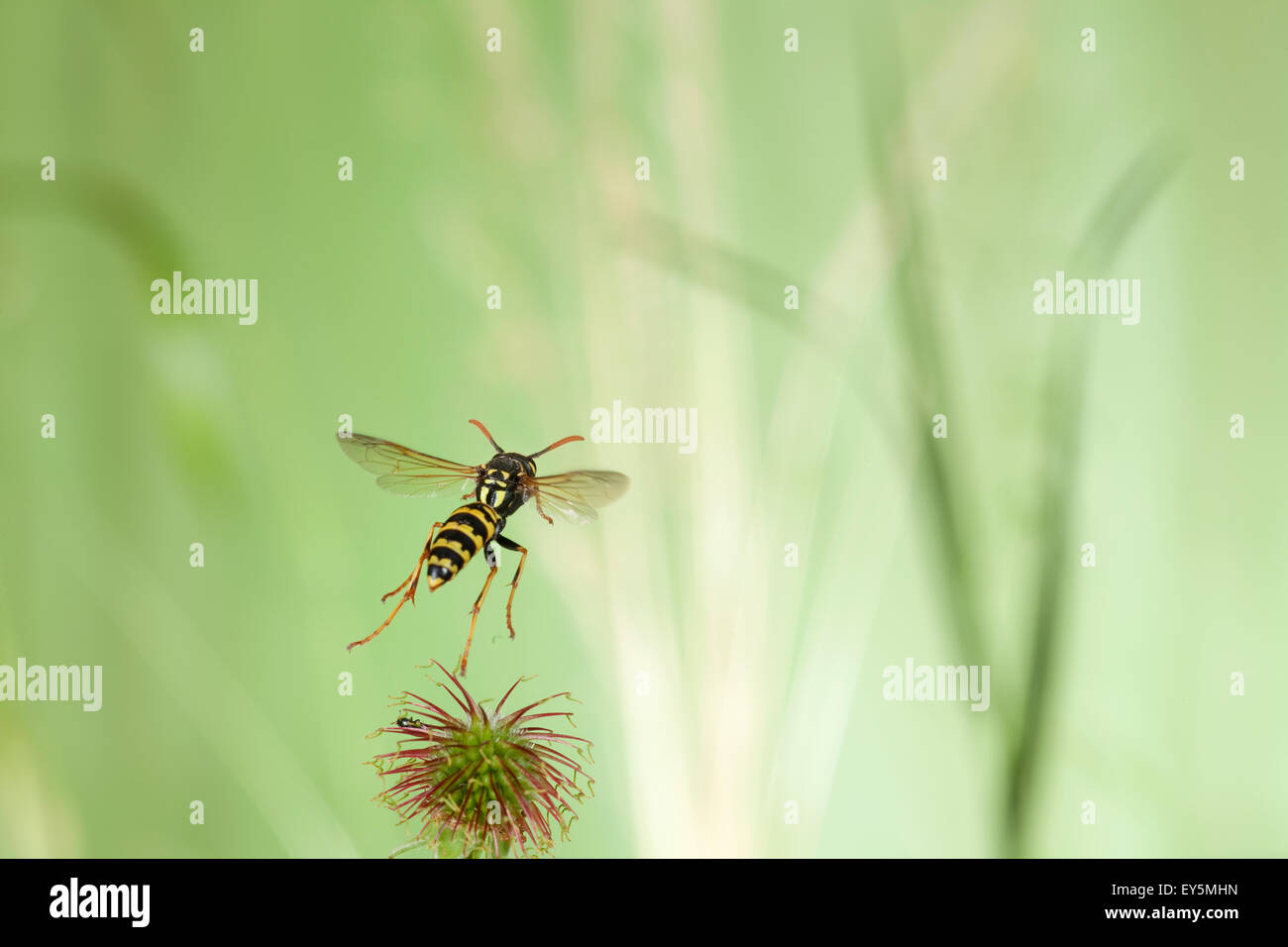 Bischoff's paper wasp in flight - France Stock Photo - Alamy