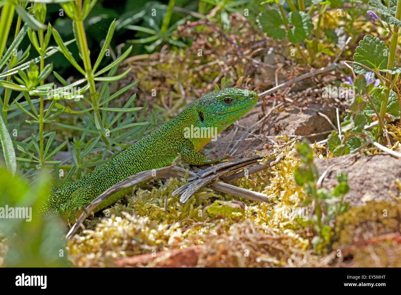 Green lizard in vegetation - France Stock Photo - Alamy