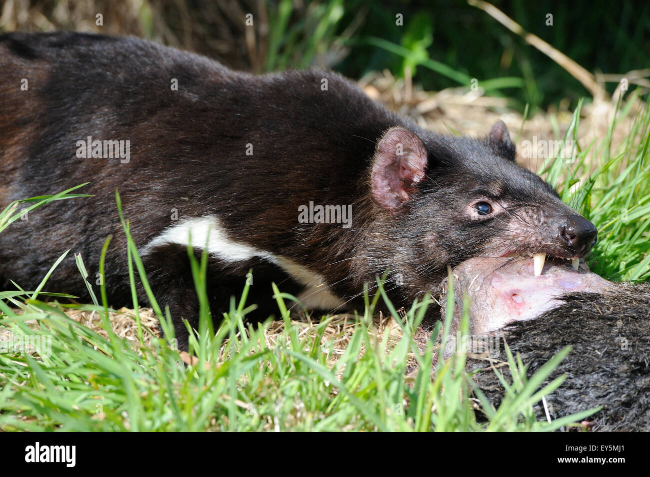 Tasmanian devil eating a prey - Tasmania Australia Stock Photo - Alamy