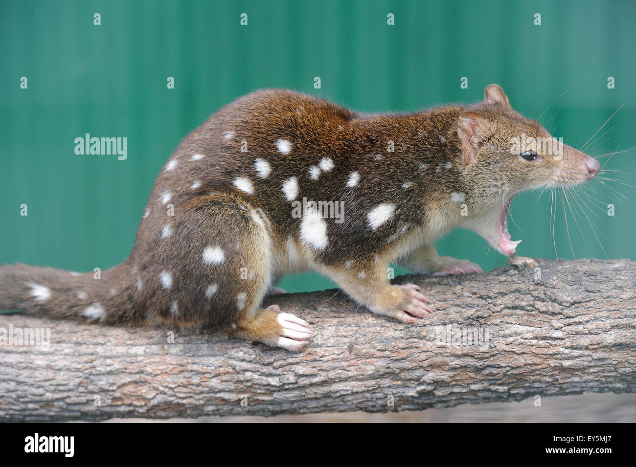 Spotted-tailed Quoll on a branch - Tasmania Australia Stock Photo - Alamy