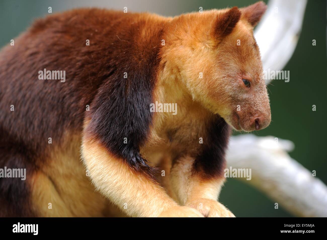 Tree kangaroo hi-res stock photography and images - Alamy