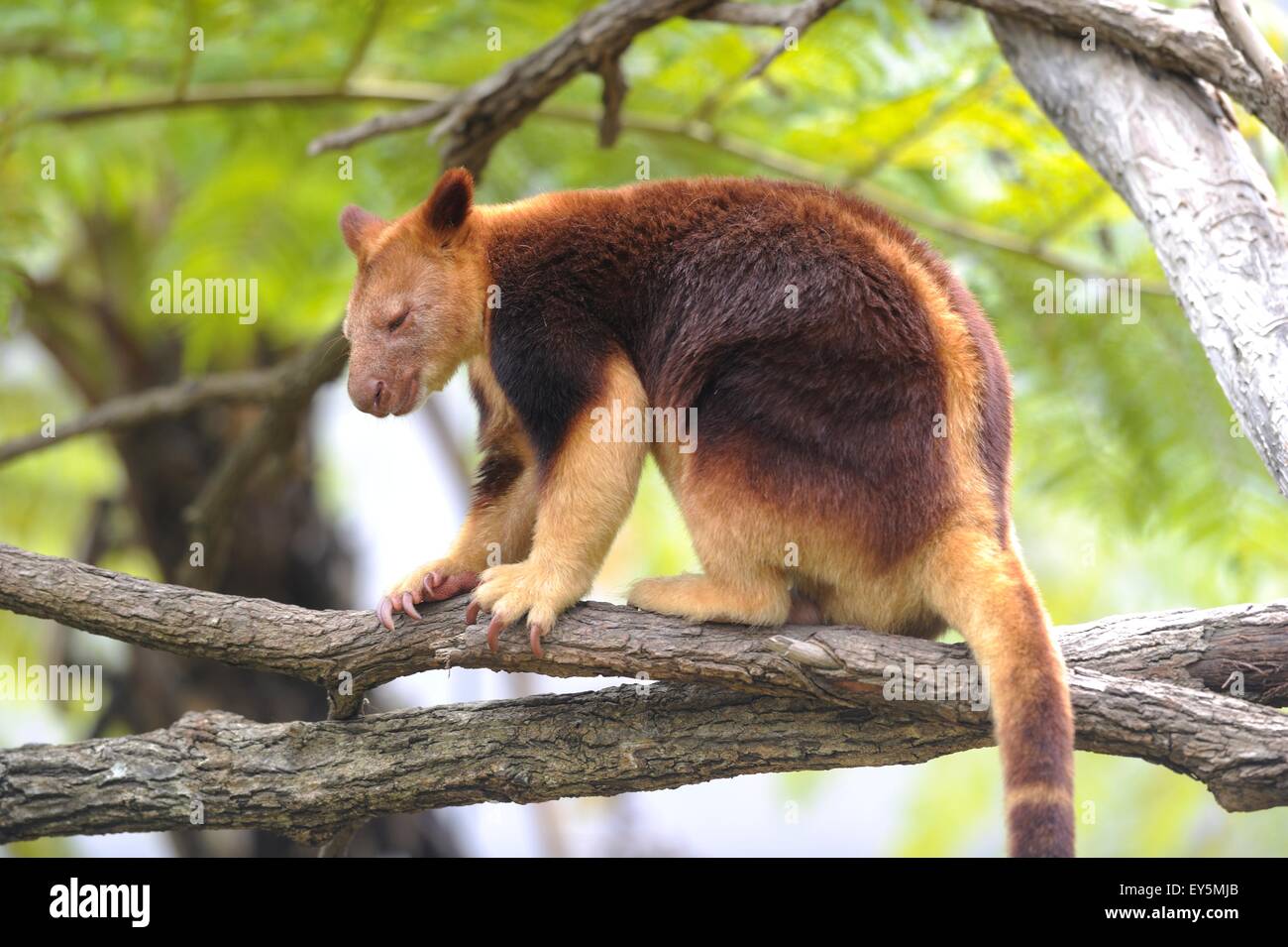 Tree kangaroo Goodfellow on a branch - Australia Stock Photo - Alamy