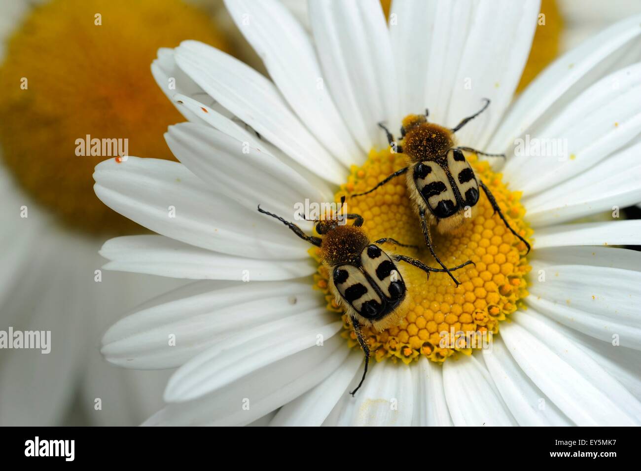 Bee beetle on Daisy flower - France Stock Photo - Alamy