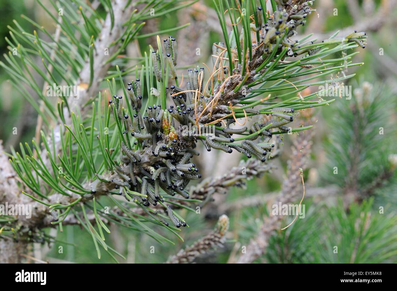 European pine sawfly larva on a pine needle - France Stock Photo - Alamy