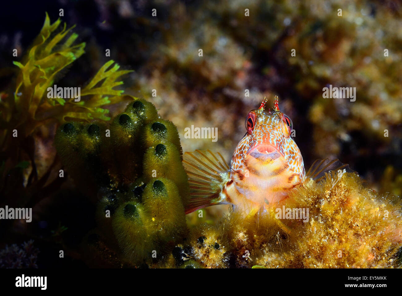 Blenny in the reef - Mediterranean Spain Stock Photo - Alamy