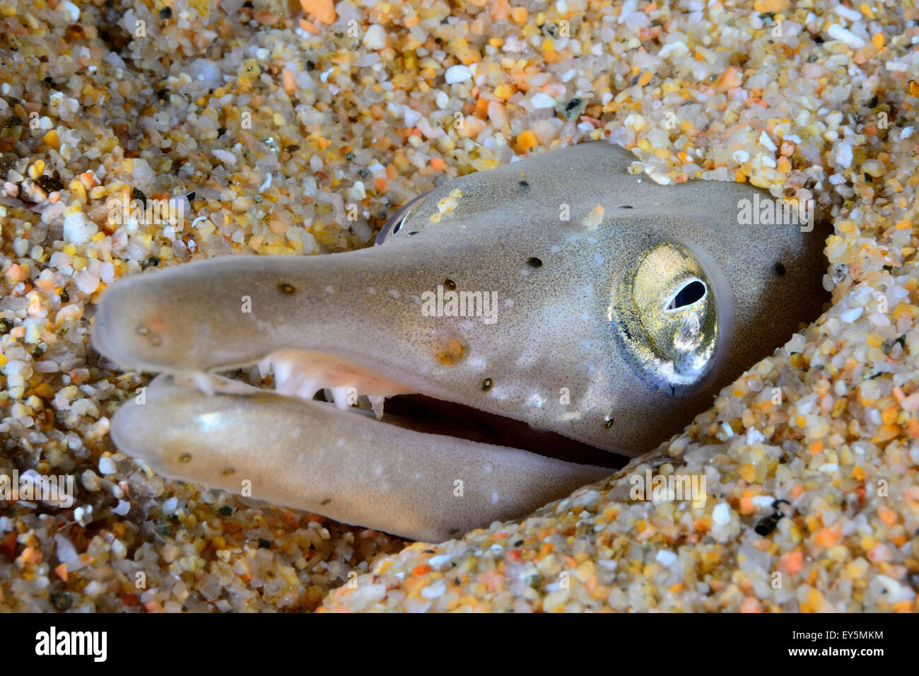 Portrait of Serpent Eel in sand - Mediterranean Spain Stock Photo - Alamy
