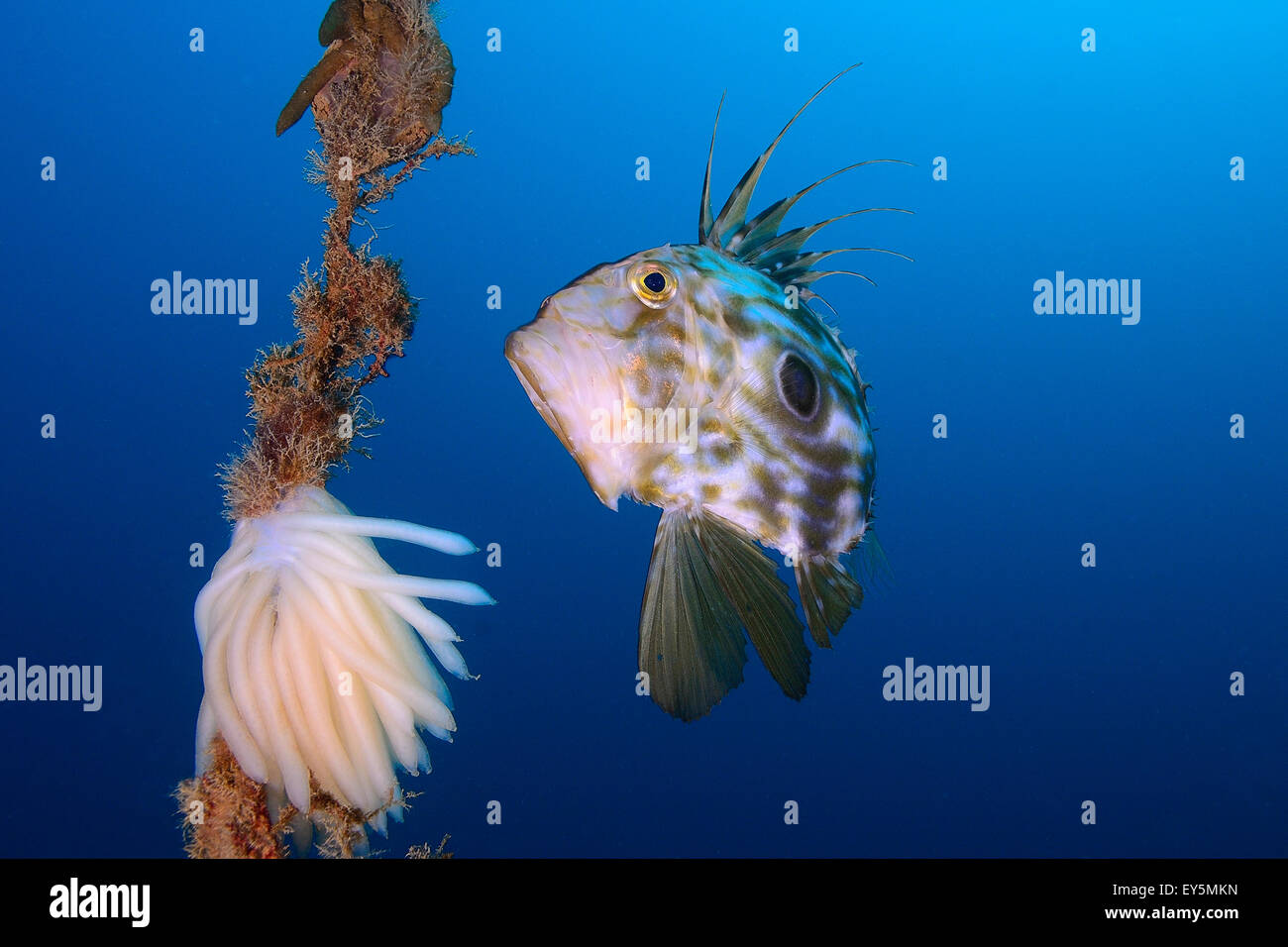 John Dory and spawning Squid - Mediterranean Spain Stock Photo - Alamy