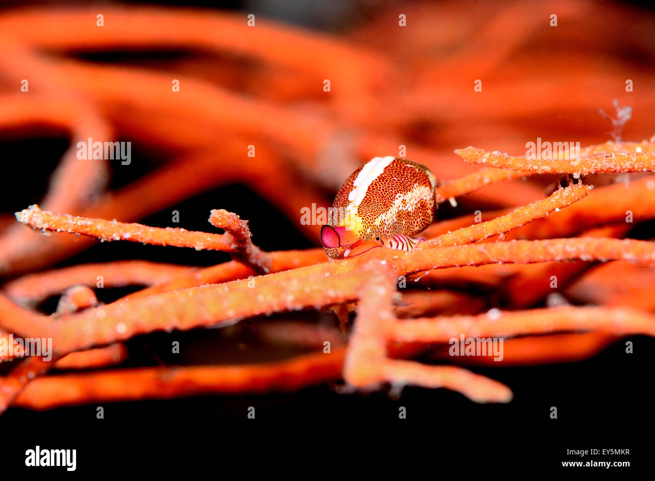 White simnia simnia spelta hi-res stock photography and images - Alamy