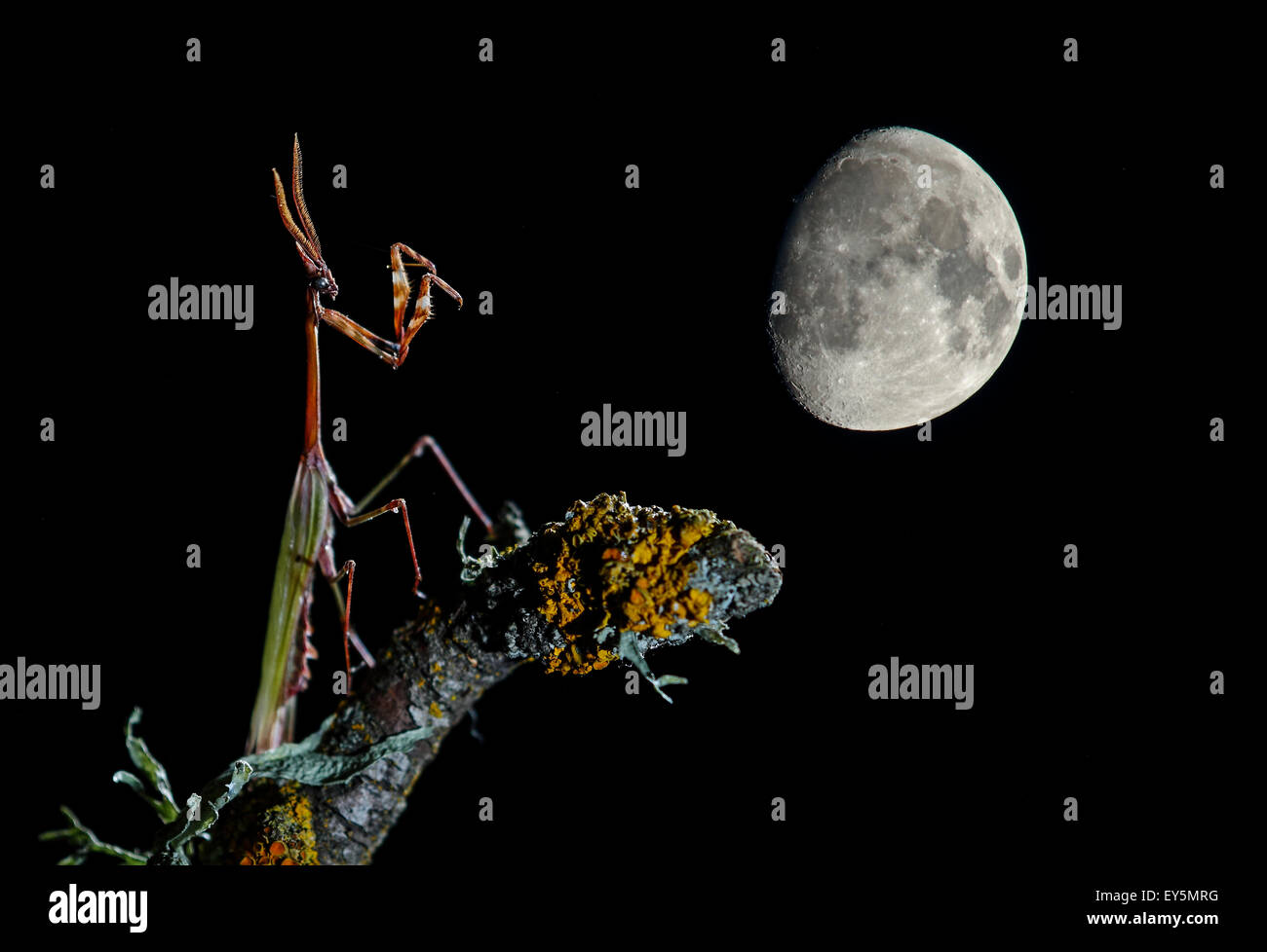 Conehead mantis on a branch and gibbous moon - Spain Stock Photo - Alamy