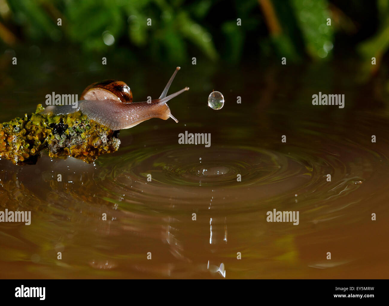 Snail and water drop - Spain Stock Photo - Alamy