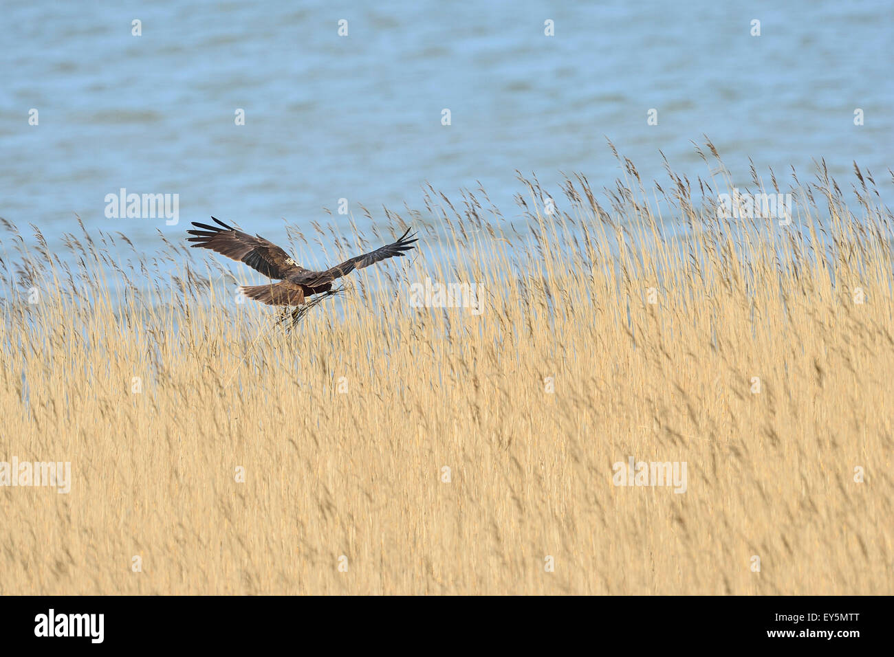 Marsh Harrier in flight over reedbed - Texel Netherlands Stock Photo ...