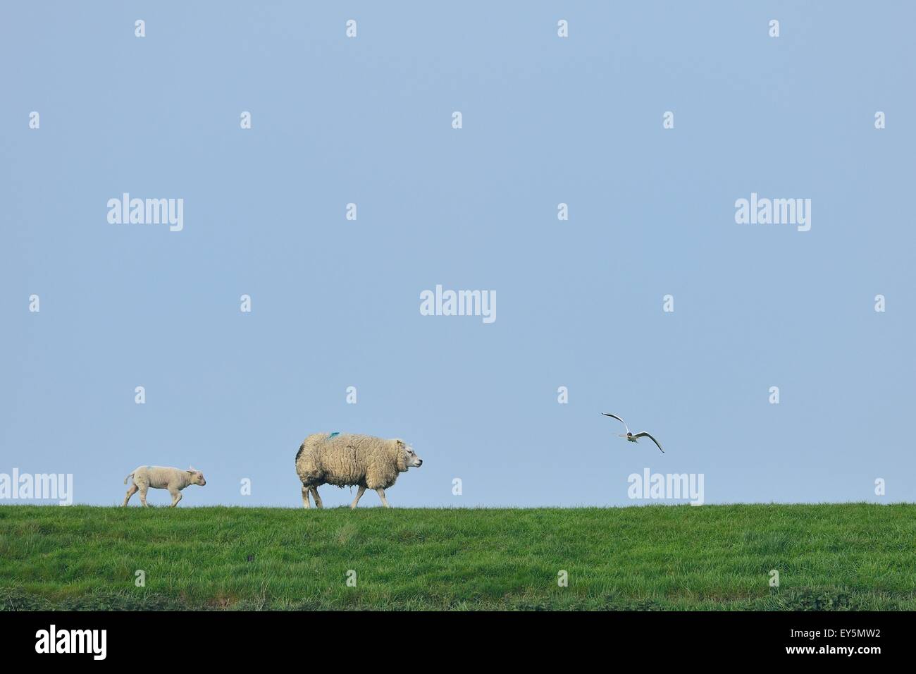 Sheep in the grass and headed Gull in flight-Texel Netherlands Stock ...