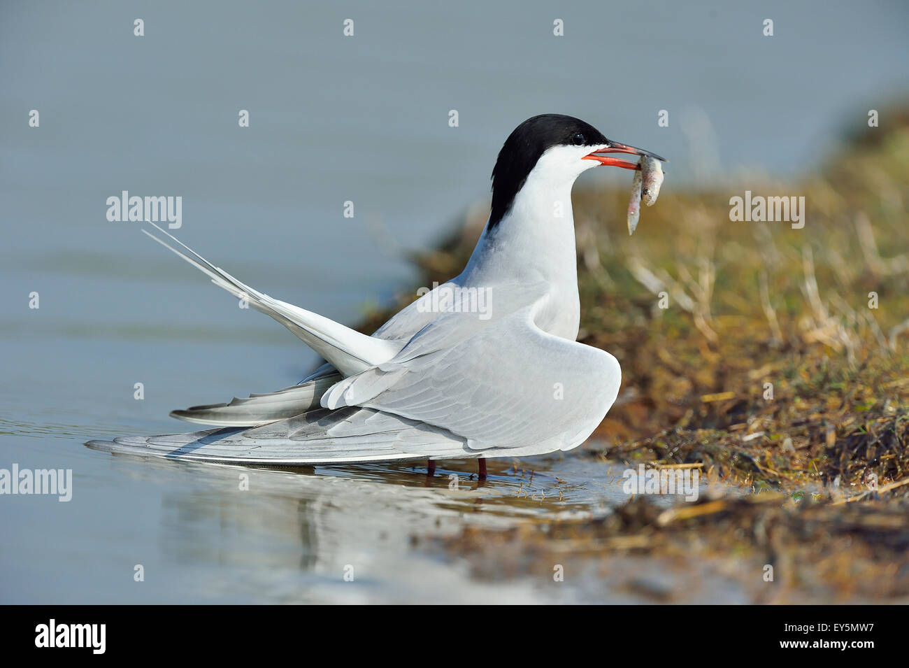 Common Tern with a fish on ground - Texel Netherlands Stock Photo - Alamy