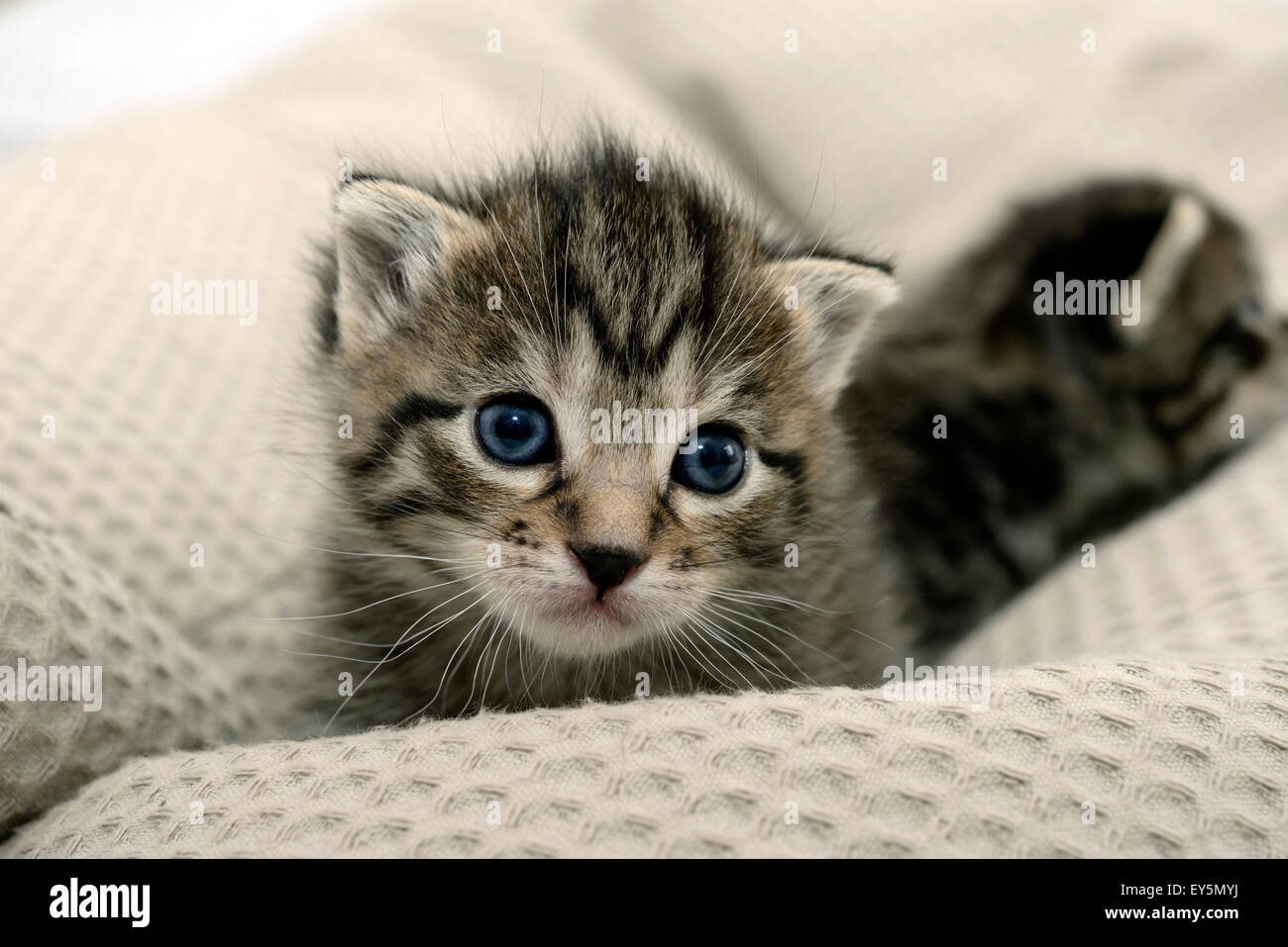 Kitten on a pillow Stock Photo - Alamy