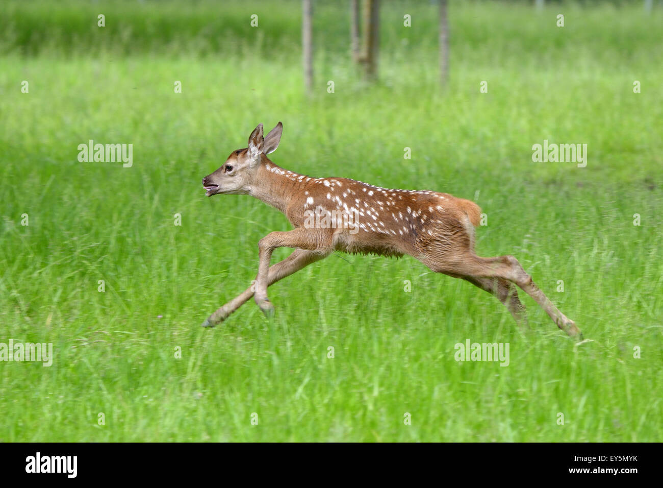 Red deer fawn running in a meadow in the Vosges - France Stock Photo ...