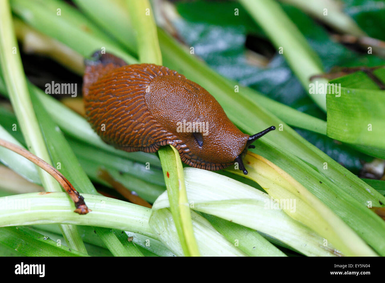 Garden Slug on foliage - France Stock Photo - Alamy