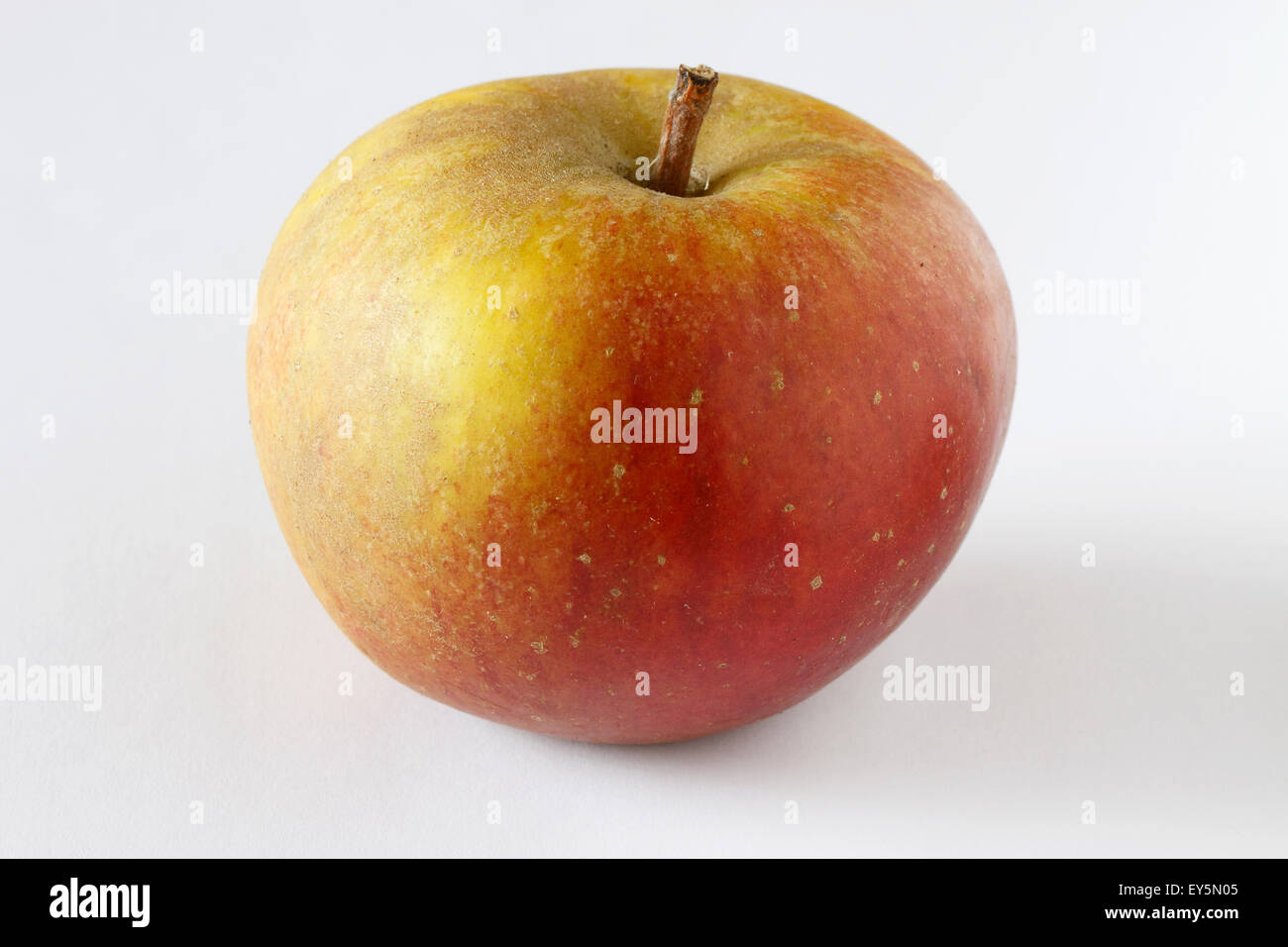 Eating Apple 'Cox's Orange Pippin' on white background Stock Photo - Alamy