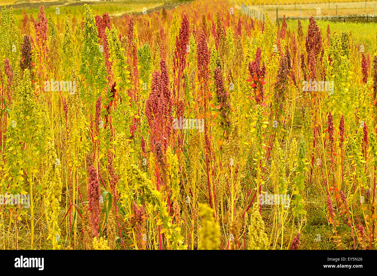 Field Quinoa - Ecuador Stock Photo - Alamy
