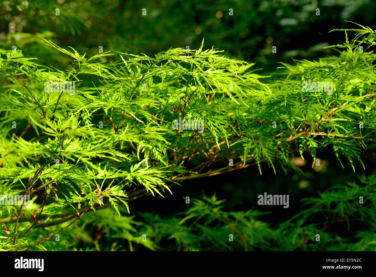 Japanese Maple 'Aureum' - Garden Cottons Alsace France Stock Photo - Alamy