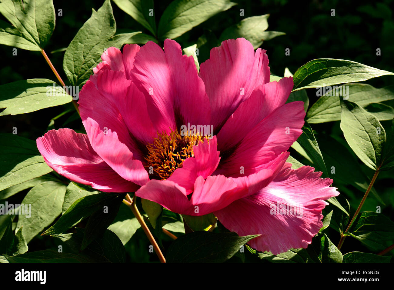 Isabella tree hi-res stock photography and images - Alamy