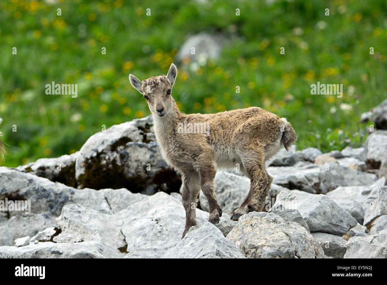 Alpine Ibex young on rock - Alps Valais Switzerland Yearling Stock ...