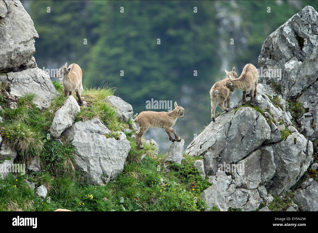 Alpine Ibex young on rock - Alps Valais Switzerland Yearling Stock ...