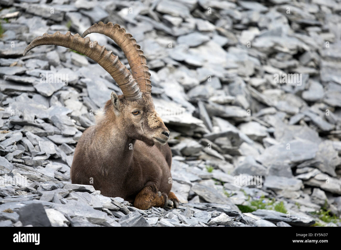 Alpine Ibex male at rest on rock - Alps Valais Switzerland Stock Photo ...