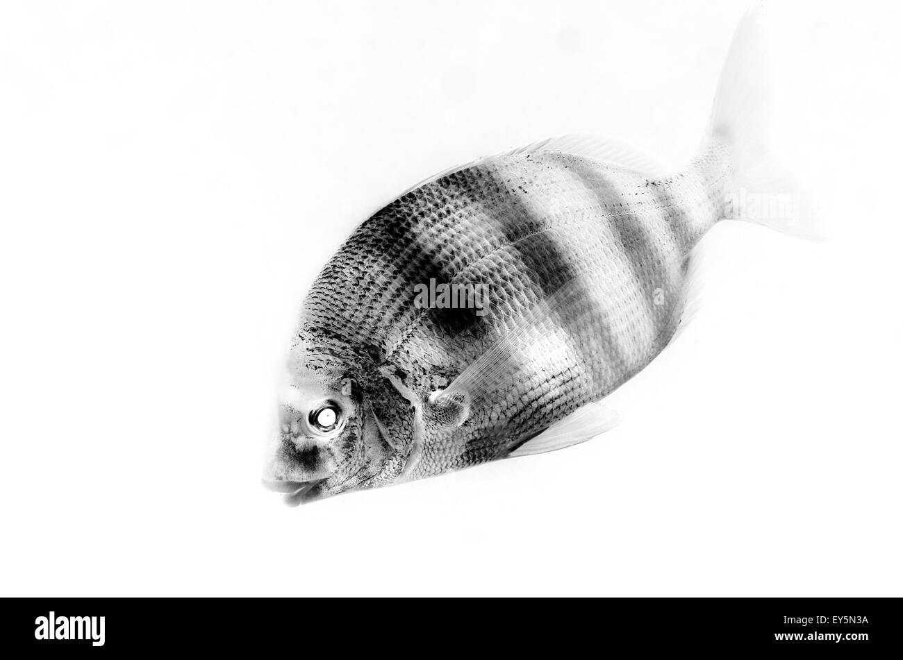 Zebra bream on white background inspiration Gyotaku Stock Photo - Alamy