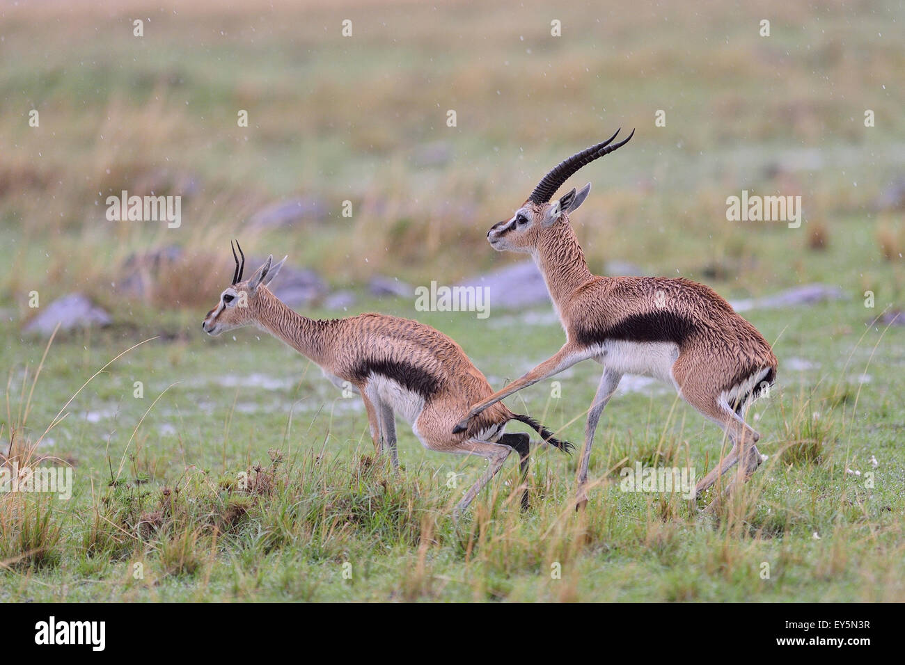 Thomson's gazelle mating in the rain - Masai Mara Kenya Stock Photo - Alamy