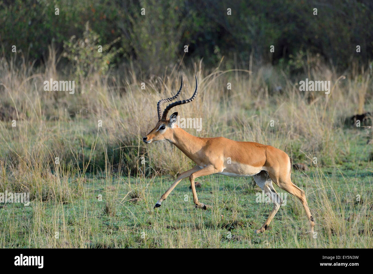 Male leaping Impala in savanna - Masai Mara Kenya Stock Photo - Alamy