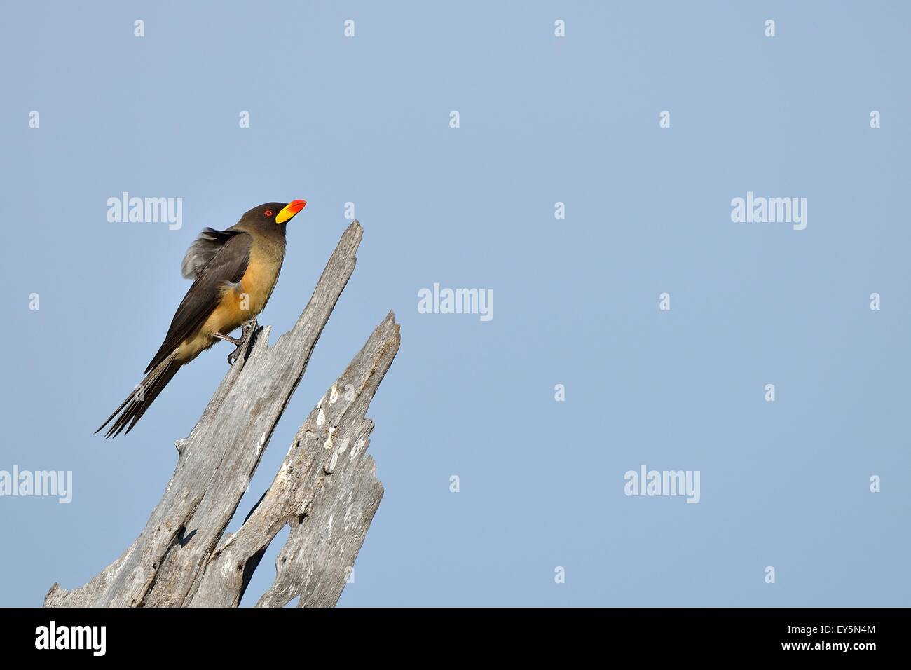 Red-billed Oxpecker on dead tree - Masai Mara Kenya Stock Photo - Alamy