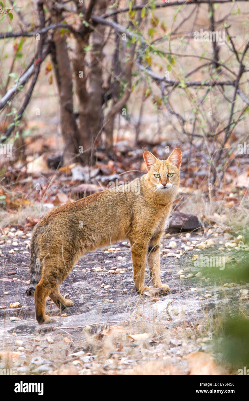 Jungle Cat undergrowth - Bandhavgarh NP India Stock Photo - Alamy