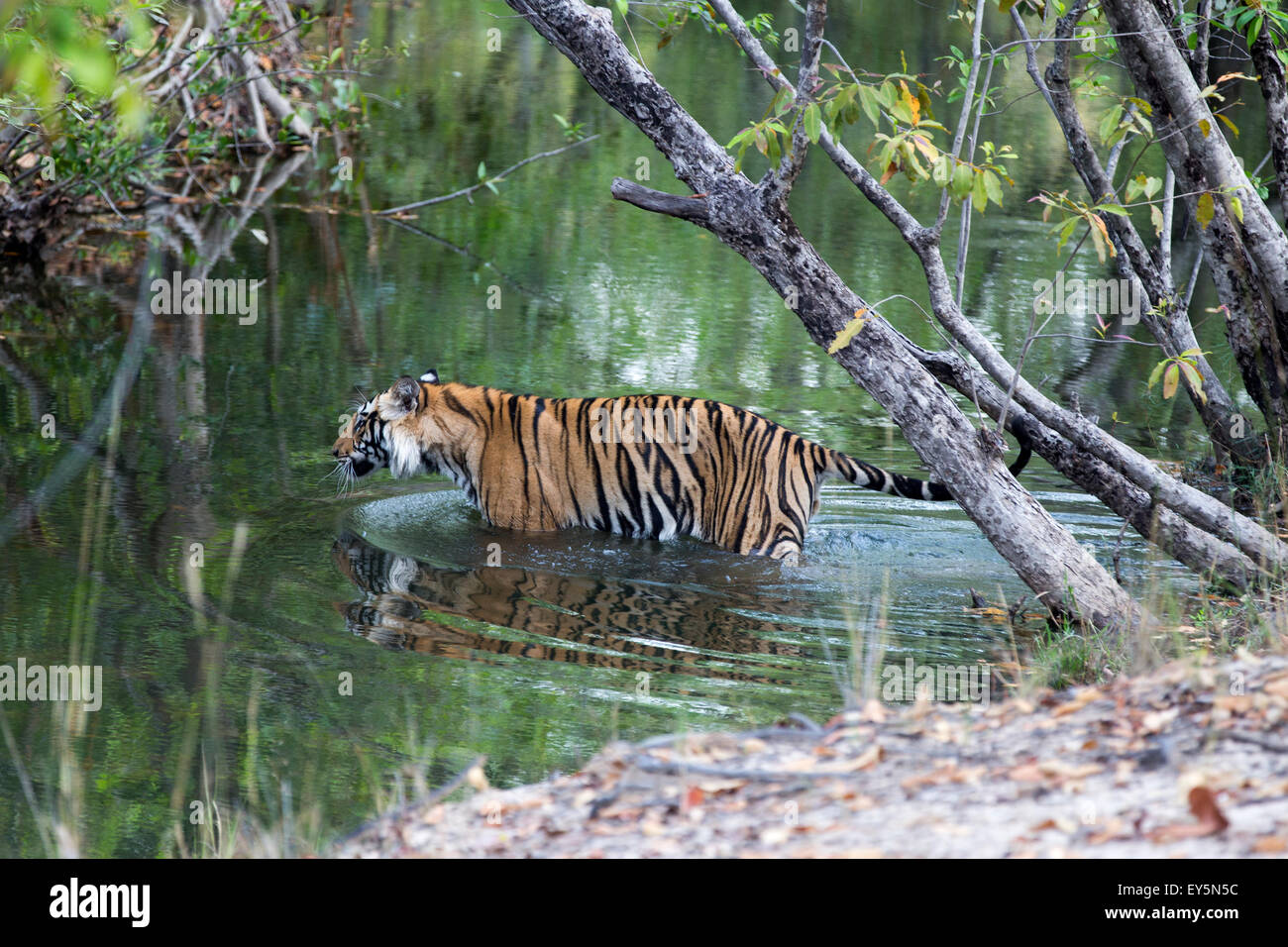 Bengal tiger crossing a stretch of water -Bandhavgarth India Stock Photo - Alamy
