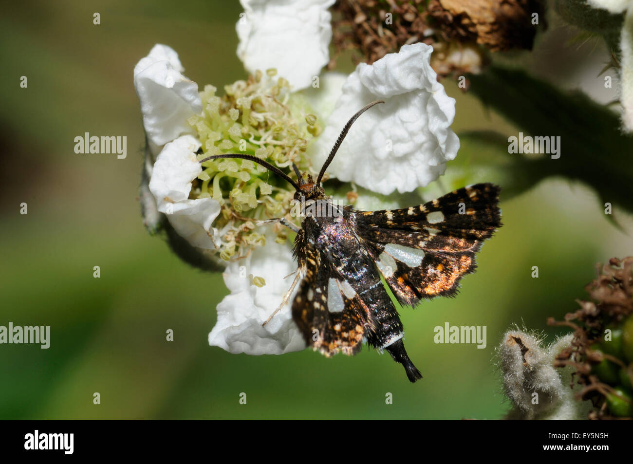 Window-winged moth on flower - Northern Vosges France Stock Photo - Alamy