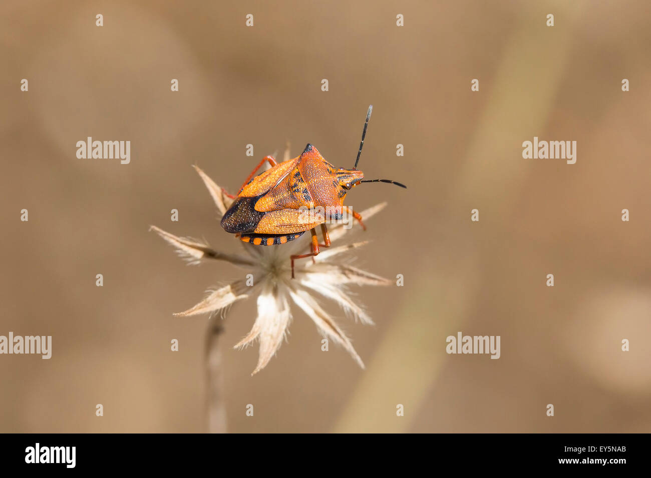 Red shield hi-res stock photography and images - Alamy
