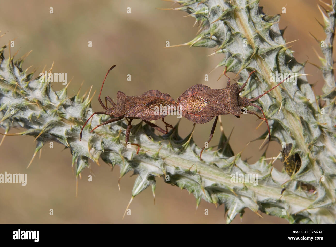 Dock Bug mating on Thistle - Massif des Maures Stock Photo - Alamy