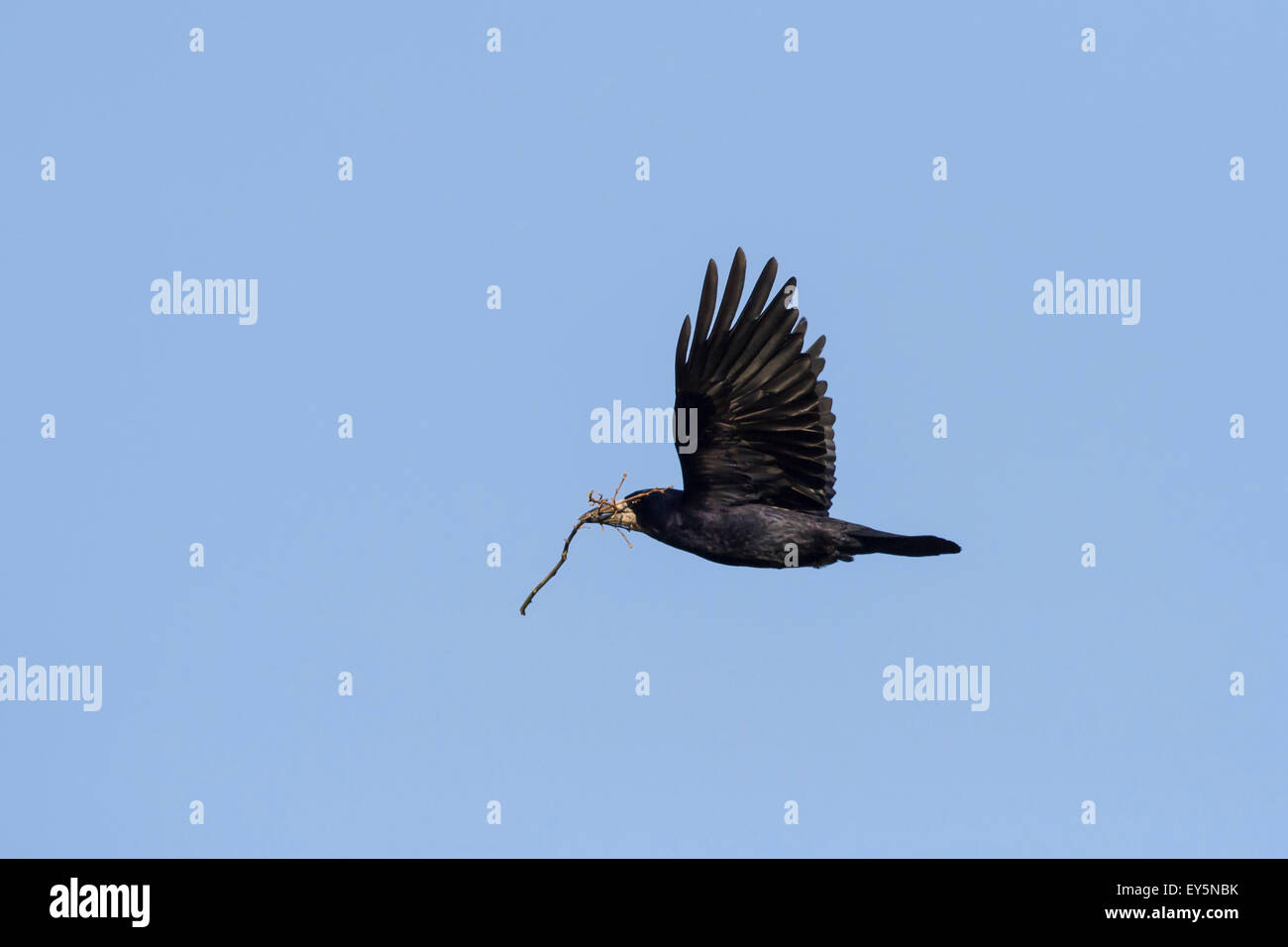 Rook in flight with twig to the nest - Lorraine France Stock Photo - Alamy