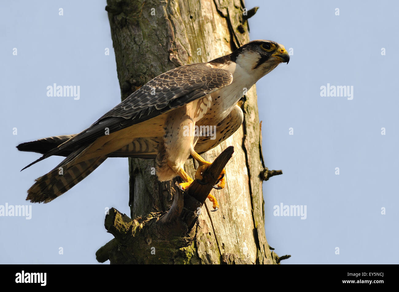 Peregrine Falcon on a dead tree - France Stock Photo - Alamy